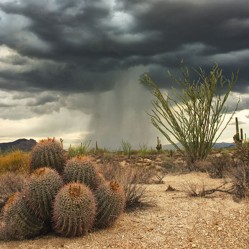 The Power of Trees, Changing Rainfall Patterns The Power of Trees, Changing Rainfall Patterns